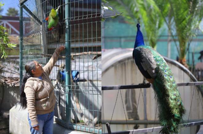 Aviario de Ecatepec, refugio de preservación y convivencia con aves ...